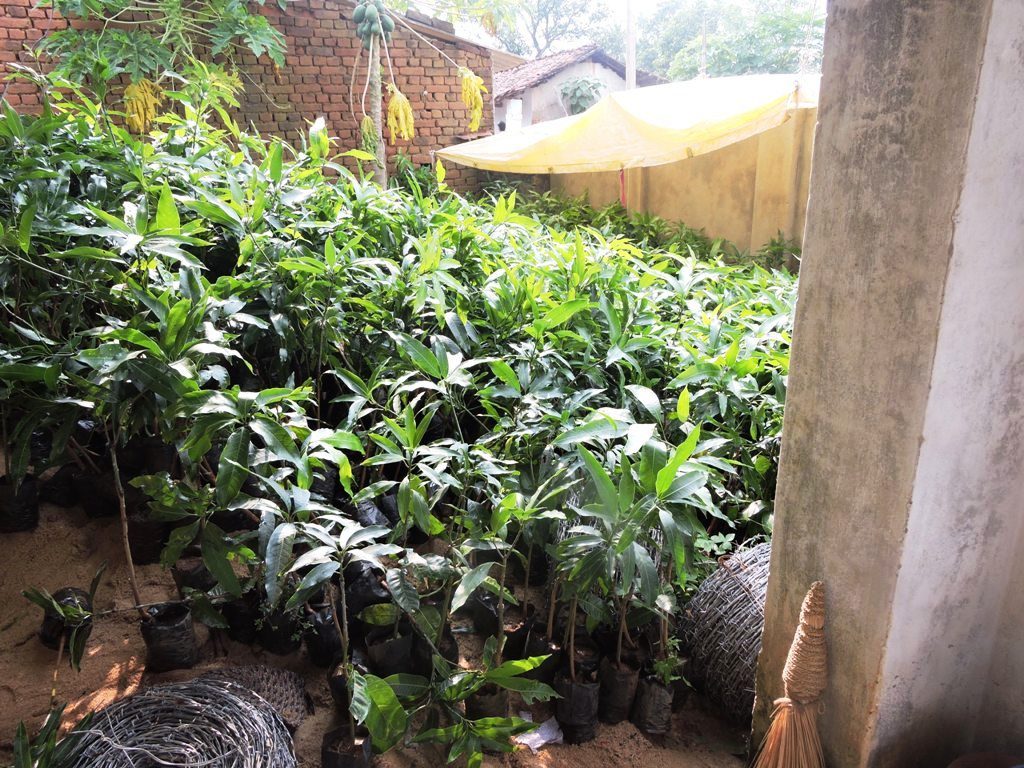 WADI PLANTS DISTRIBUTION SGUP NABARD – S.G.U.P NGO